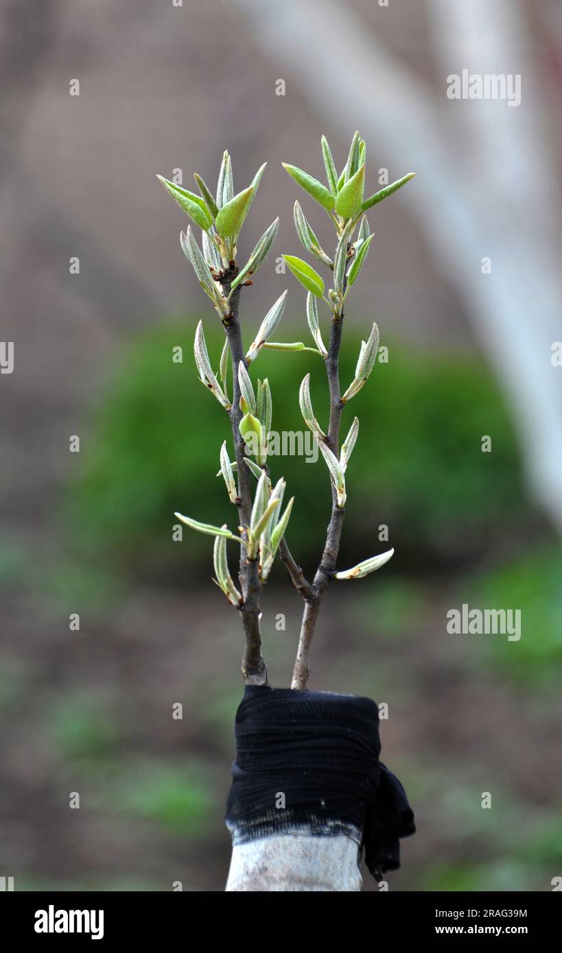 Grafted plant hi-res stock photography and images - Alamy