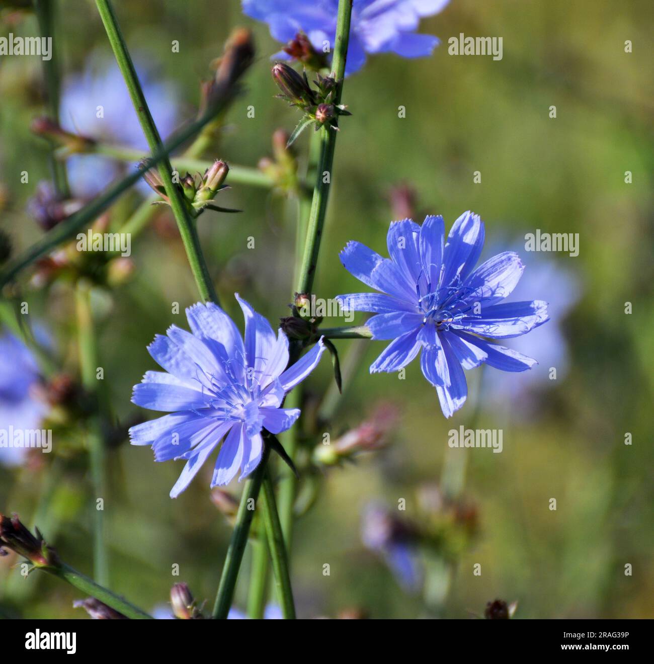 Wild chicory blossom hi-res stock photography and images - Alamy