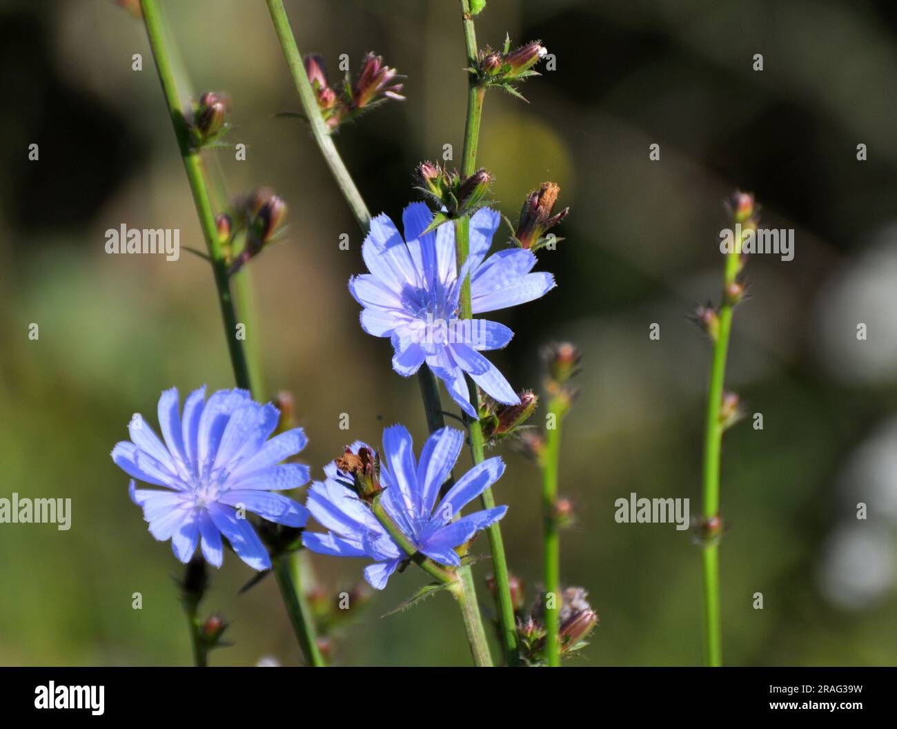 Chicory (Cichorium intybus) blooms in the wild in summer Stock Photo ...