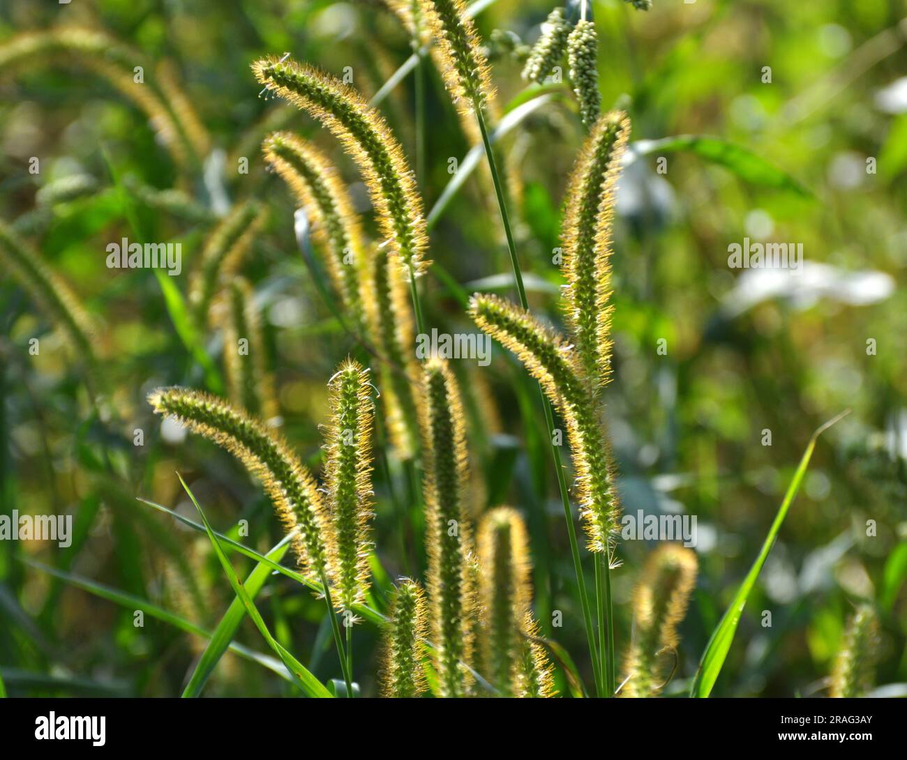Setaria grows in the field in nature Stock Photo - Alamy