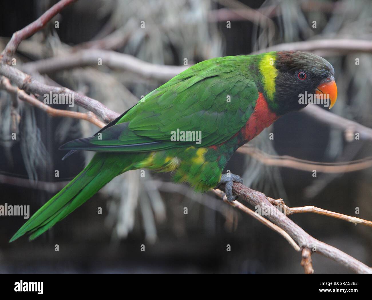 MITCH?ELL'S LORIKEET, BIRDWORLD, FARNHAM, SURREY. PIUC MIKE WALKER 2023 ...