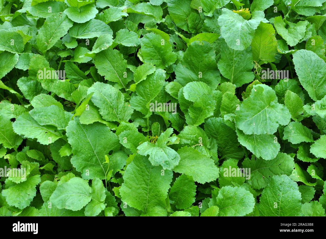 Mustard grows on the farm field, which will be used as a green organic ...