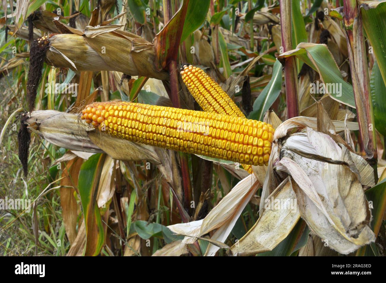 Maize corn agriculture field cob hi-res stock photography and images ...