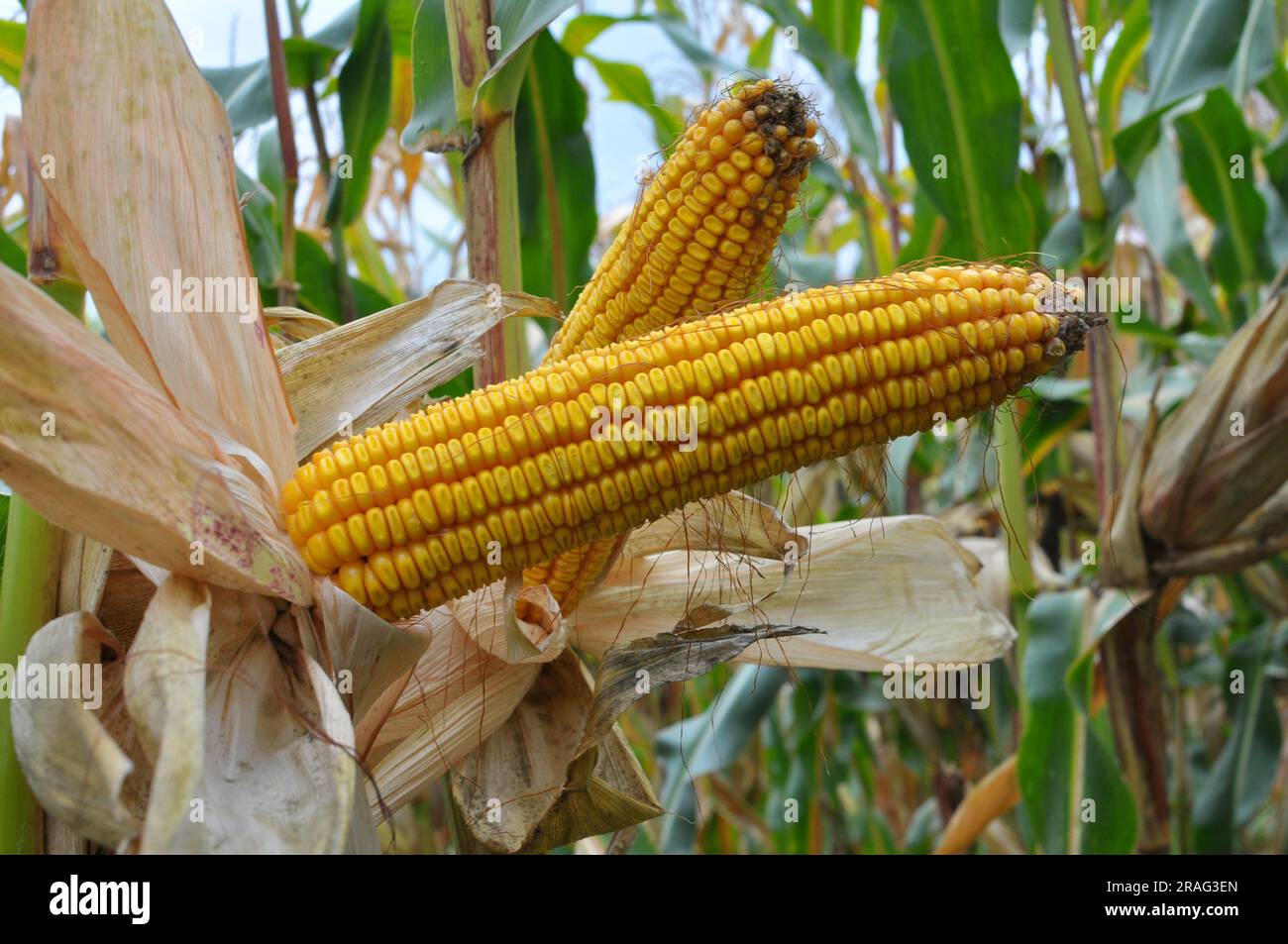Maize corn agriculture field cob hi-res stock photography and images ...