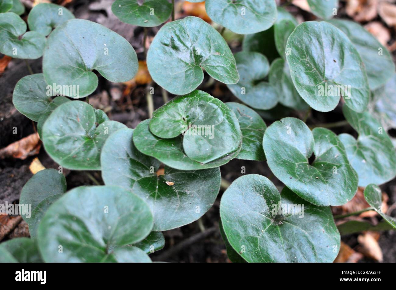 Asarum europaeum grows in the forest in the wild Stock Photo - Alamy