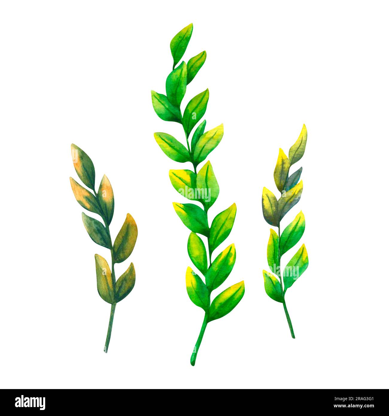 Watercolor green seaweed. Sea plant isolated on white background. Hand ...