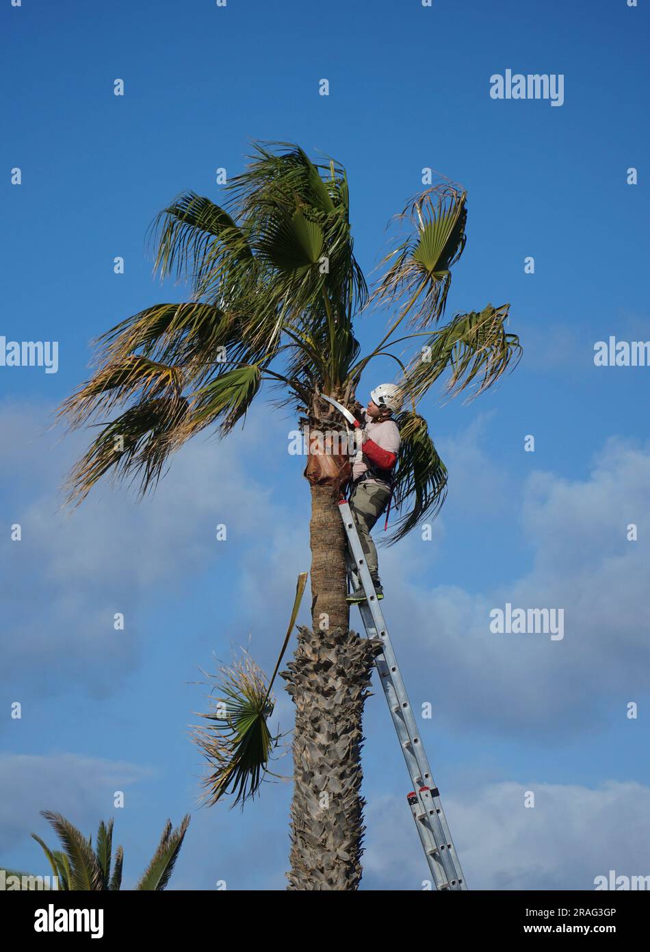 Man at top of ladder hi-res stock photography and images - Alamy