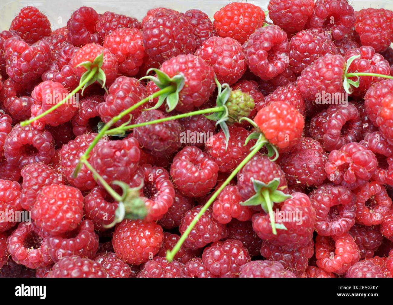 Fruit background from harvested and ripe raspberries Stock Photo - Alamy