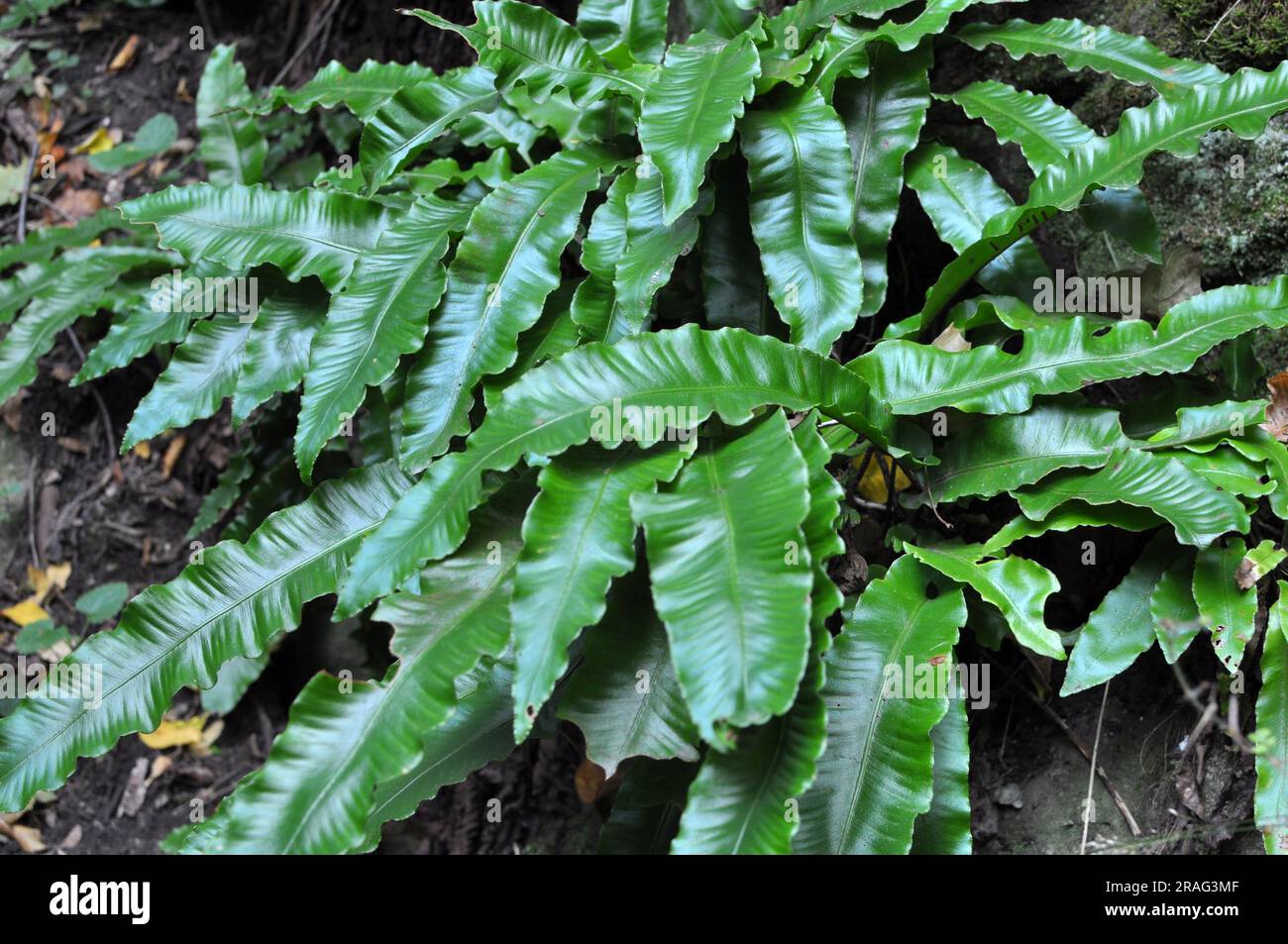 In the wild, ferns of Asplenium scolopendrium grow in the forest Stock ...