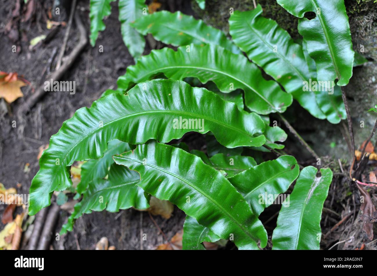 In the wild, ferns of Asplenium scolopendrium grow in the forest Stock ...