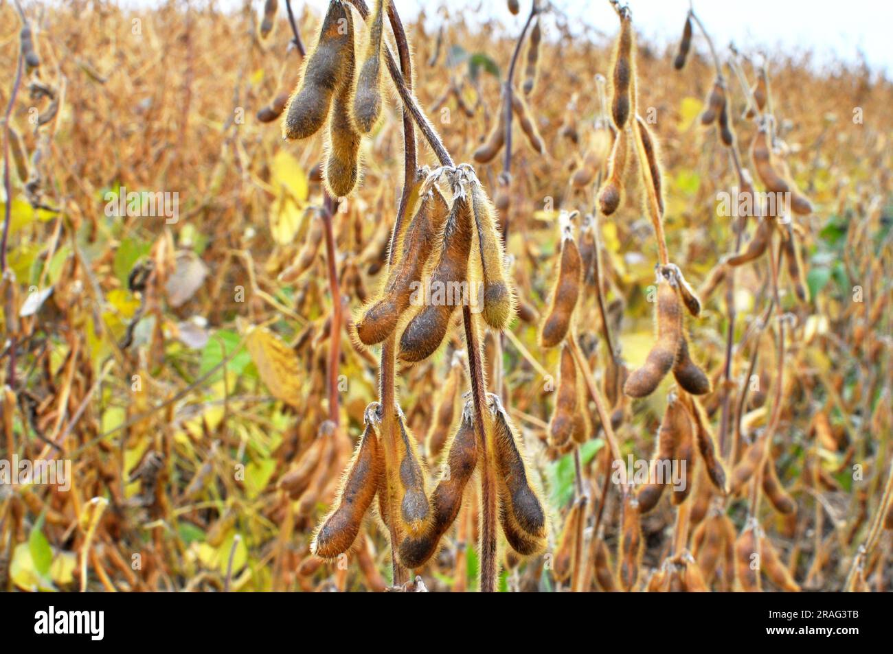 On a farm field on a plant soy pods ripen Stock Photo - Alamy