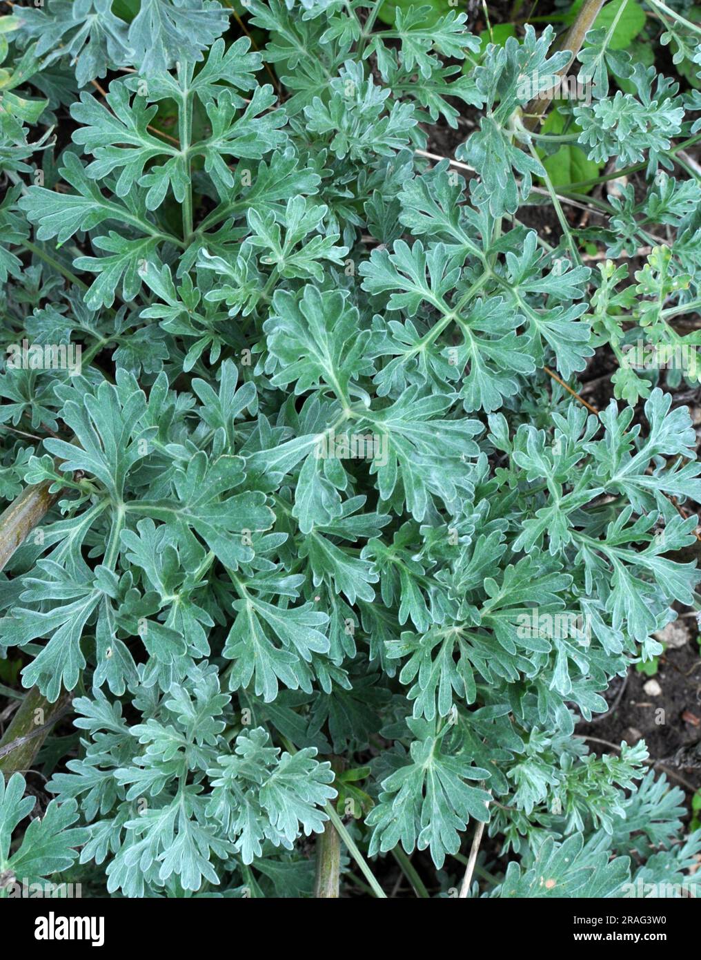 Bitter wormwood (Artemisia absinthium) bush grows in the wild Stock ...