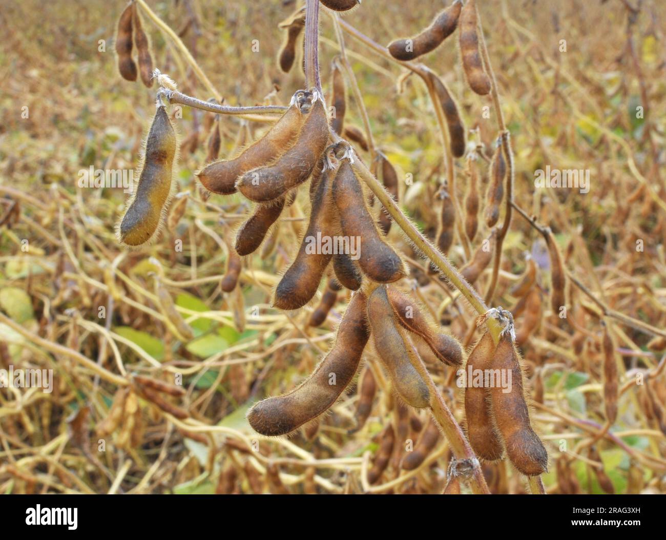 On a farm field on a plant soy pods ripen Stock Photo - Alamy