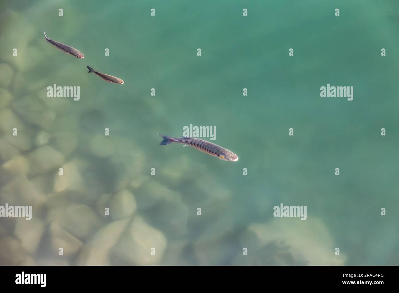 Flathead mullet fish swimming in line in murky shallow water Stock ...
