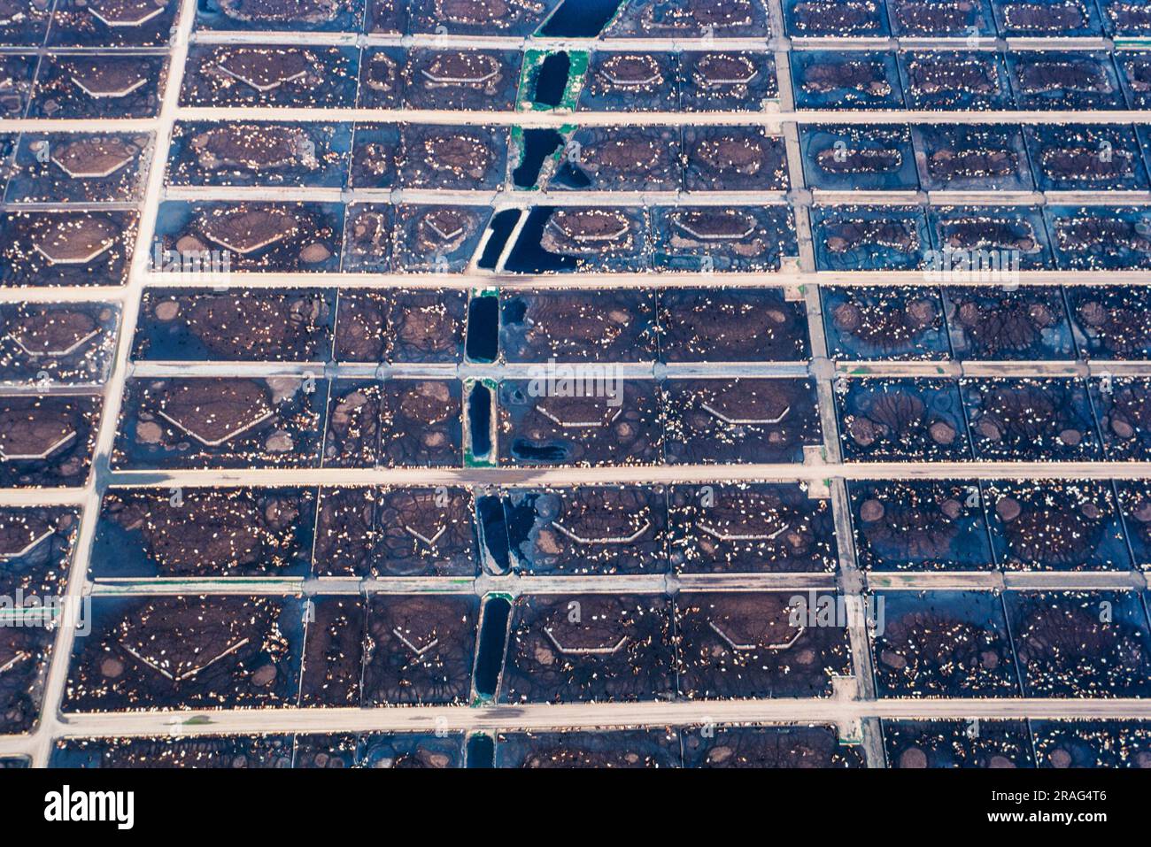Aerial image of cattle feedlot, feed farm, Alberta, Canada Stock Photo ...