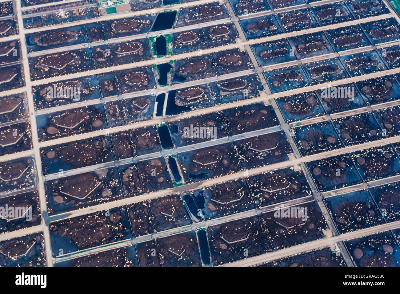 Cattle feedlot canada hi-res stock photography and images - Alamy