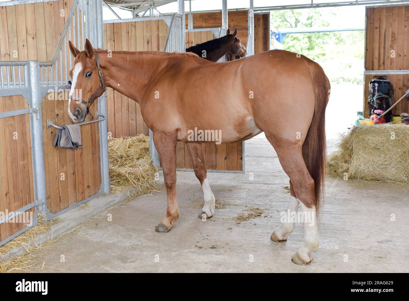 a horse stood in stable Stock Photo - Alamy