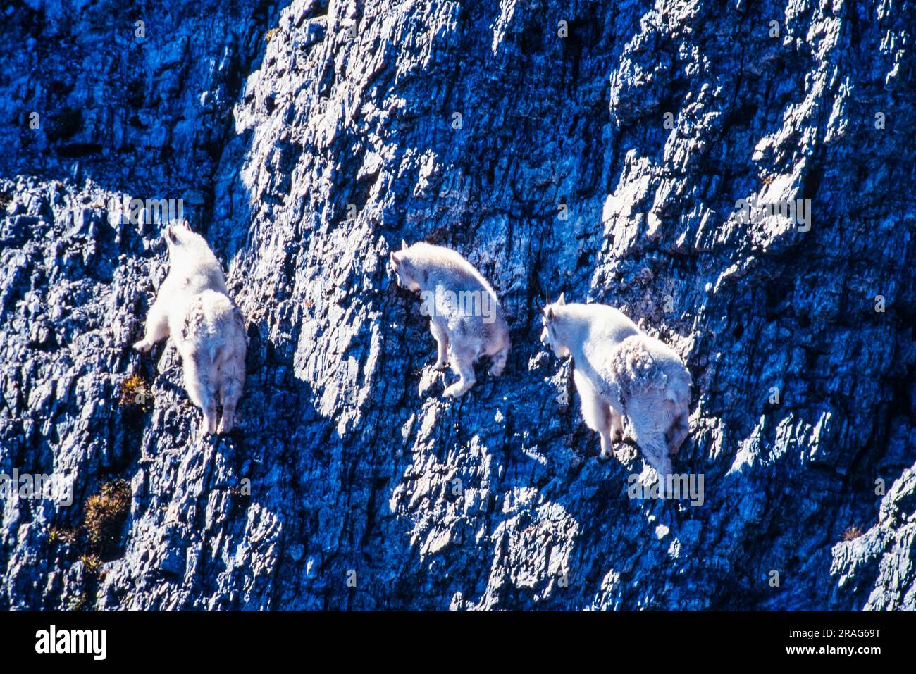Mountain goats leap hi-res stock photography and images - Alamy