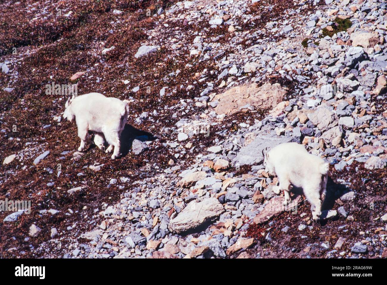 Mountain goat cliff dangerous hi-res stock photography and images - Alamy