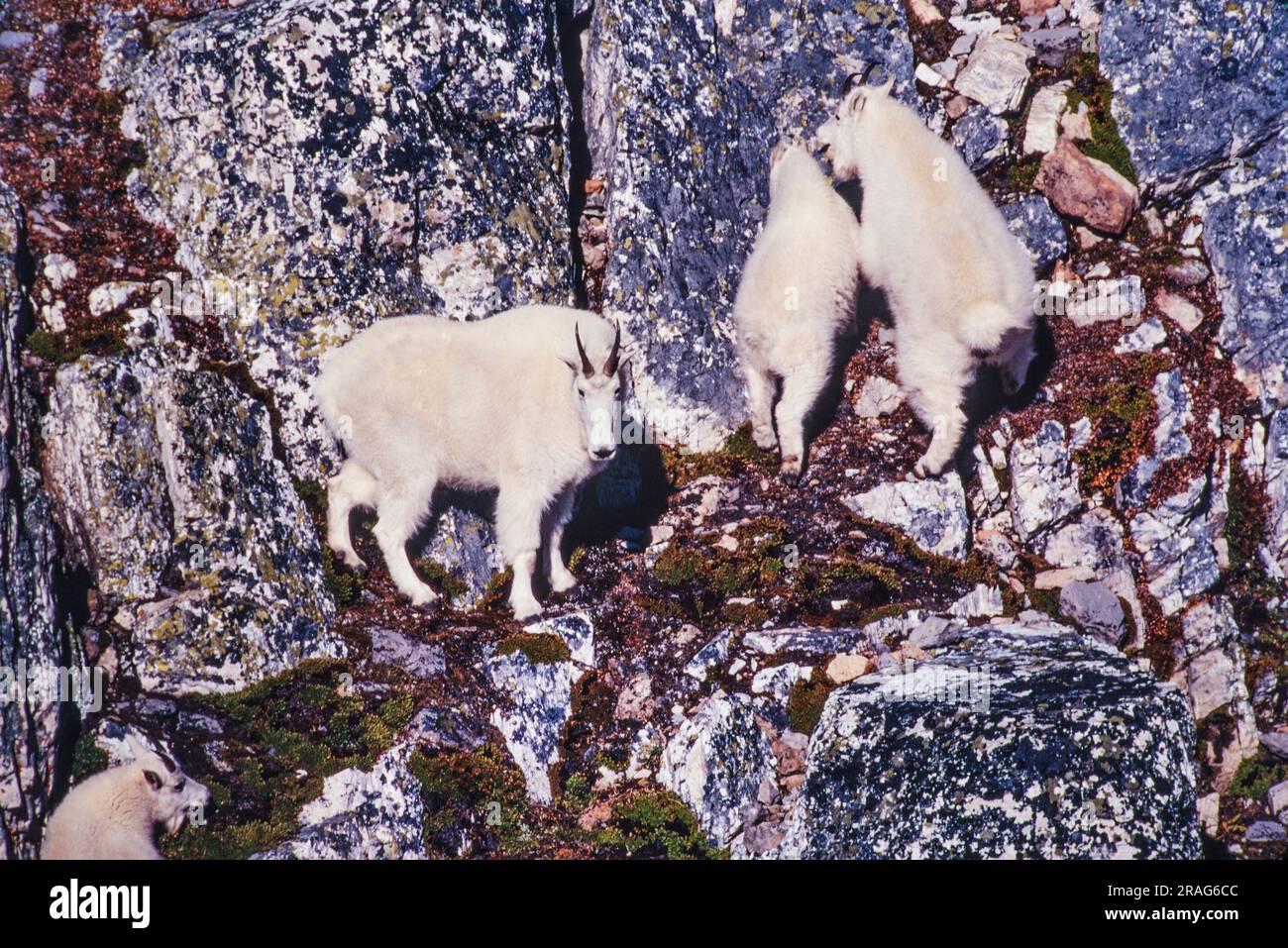 Mountain goats leap hi-res stock photography and images - Alamy