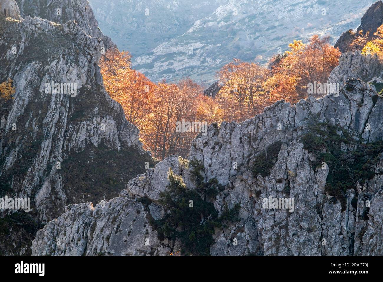 Autumn colored beech forest (Fagus sylvatica) growing on vertical ...