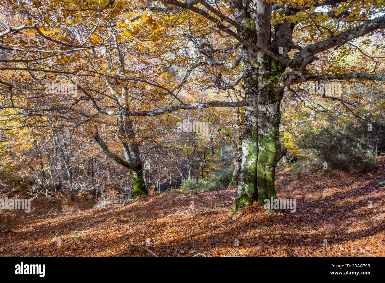 European beech trees (Fagus sylvatica) with golden colored autumnal ...
