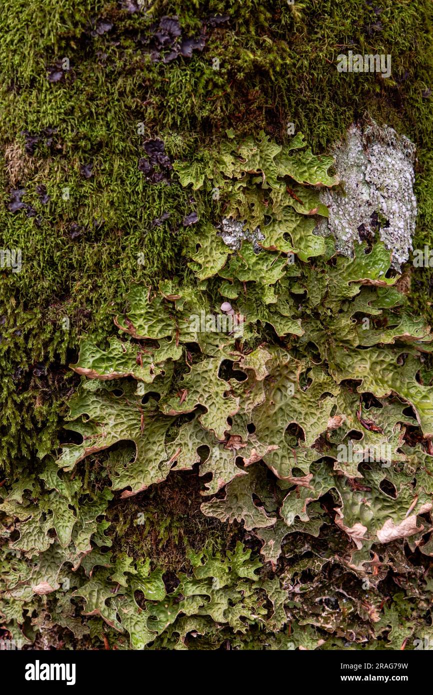 Peltigera canina, dog lichens growing on the green forest moss Stock ...