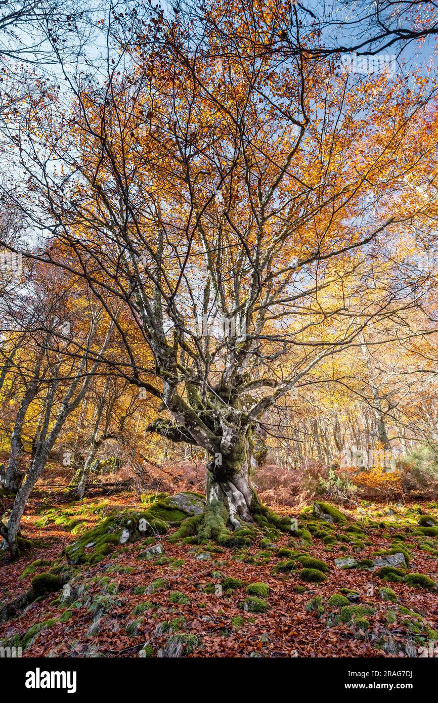 Large beech tree (Fagus sylvatica) with autumnal golden colored foliage ...