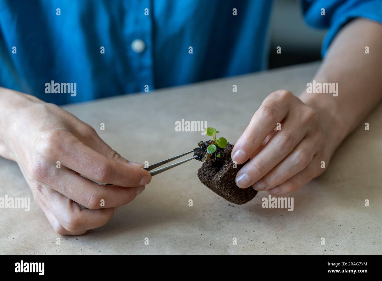 Transplanting rooted small Pilea plant seedling into a pressed coconut ...