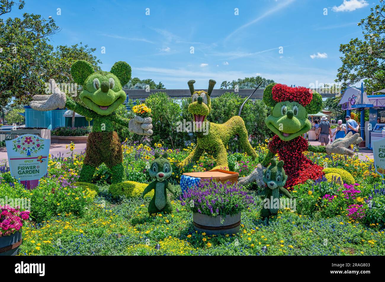 Mickey and Minnie Mouse topiaries with Pluto, Chip and Dale in front of ...