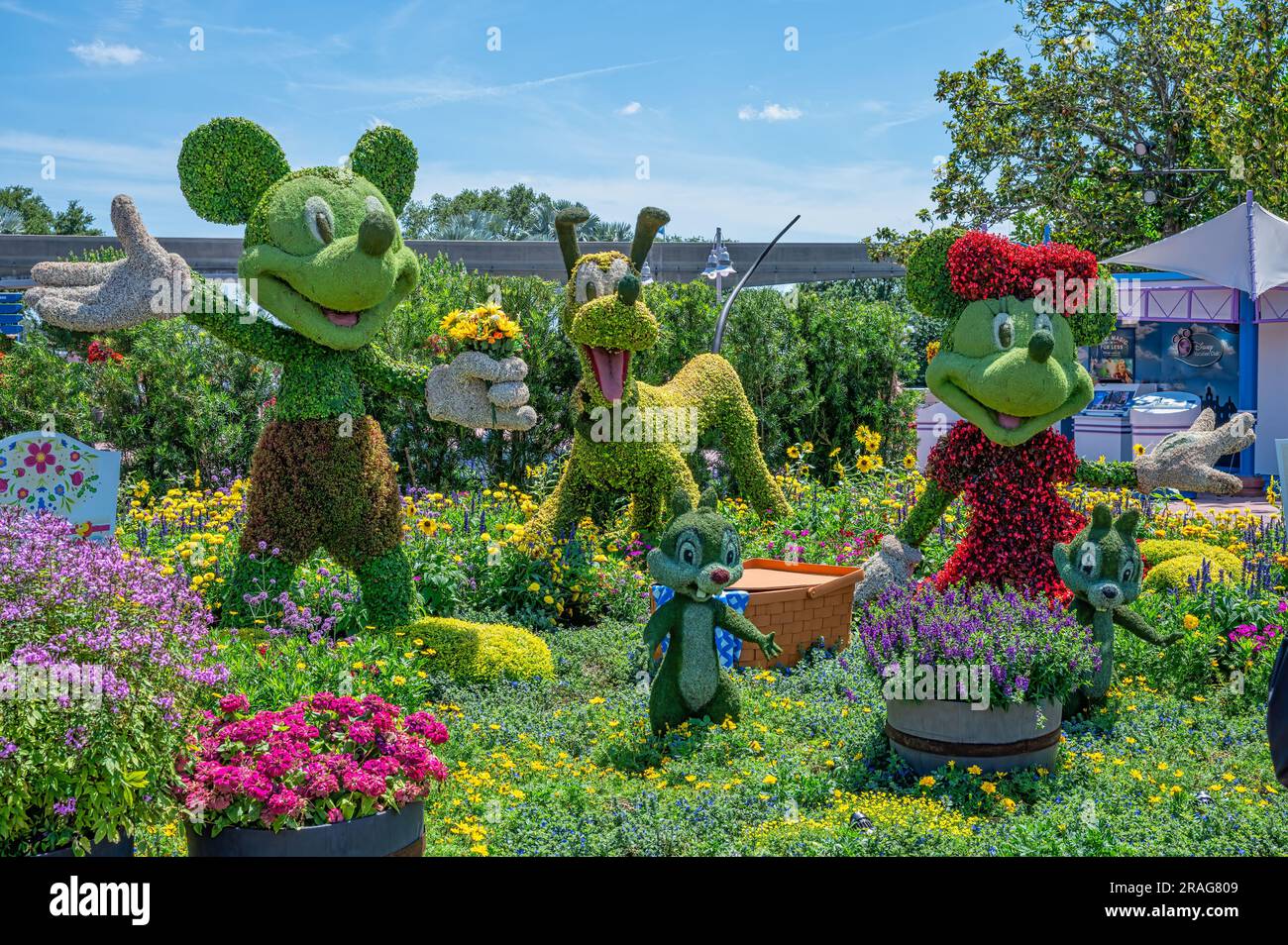 Mickey and Minnie Mouse topiaries with Pluto, Chip and Dale in front of ...