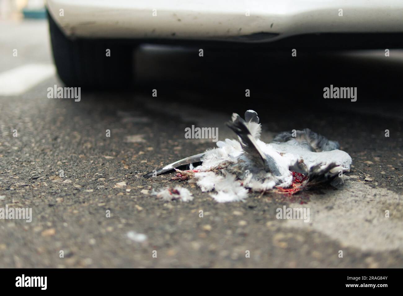 Bird blood feather hi-res stock photography and images - Alamy