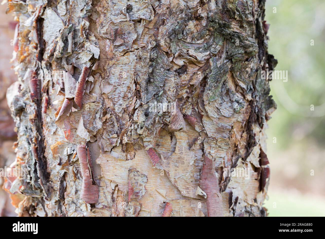 A close up of a river birch tree trunk showing the details of the ...