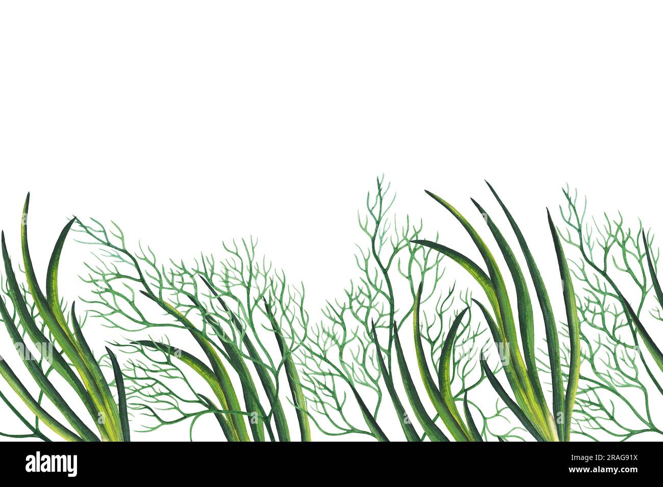 Watercolor greenery seamless horizontal border with green onion and ...