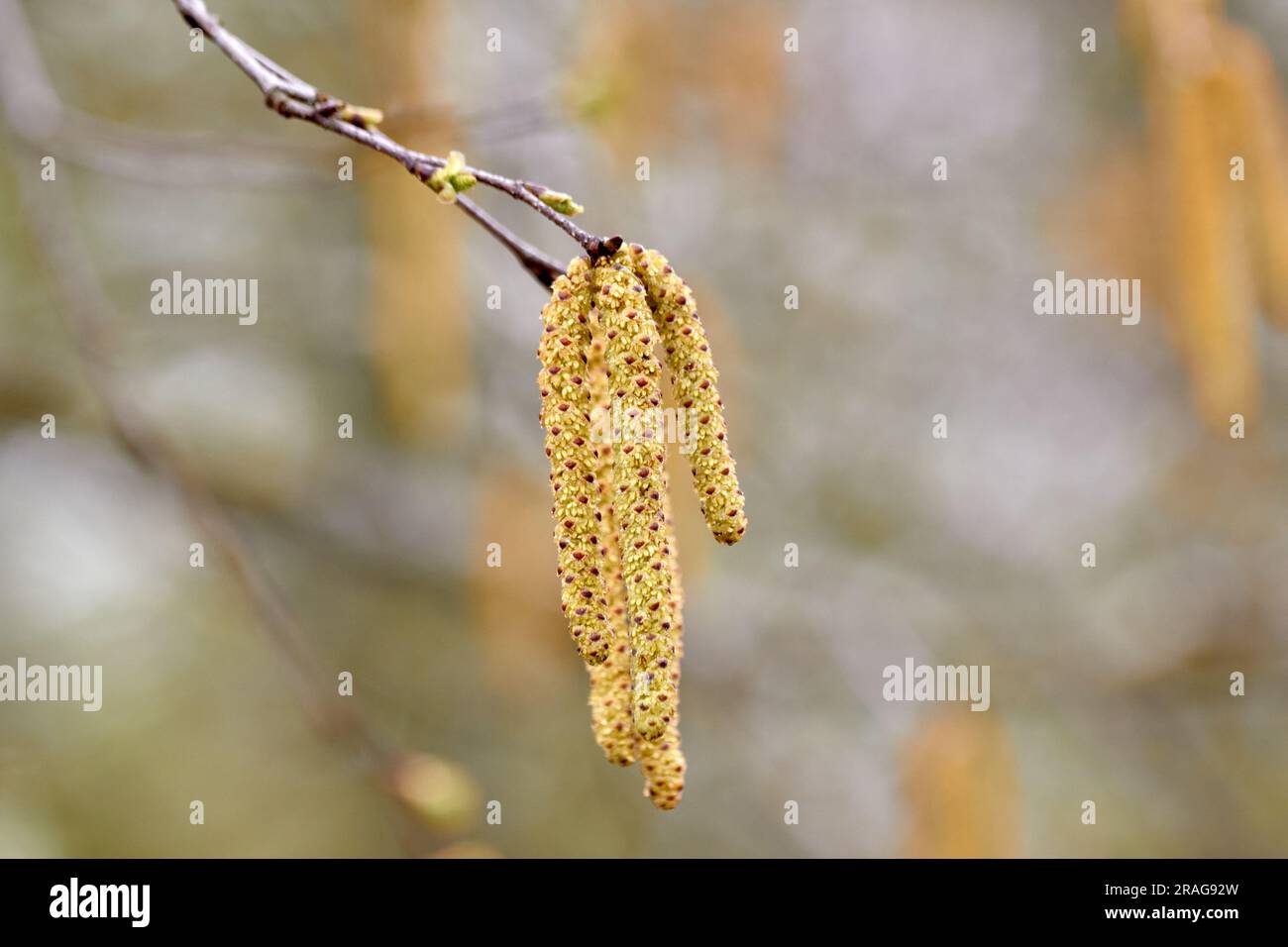 Yellow catkin hi-res stock photography and images - Alamy