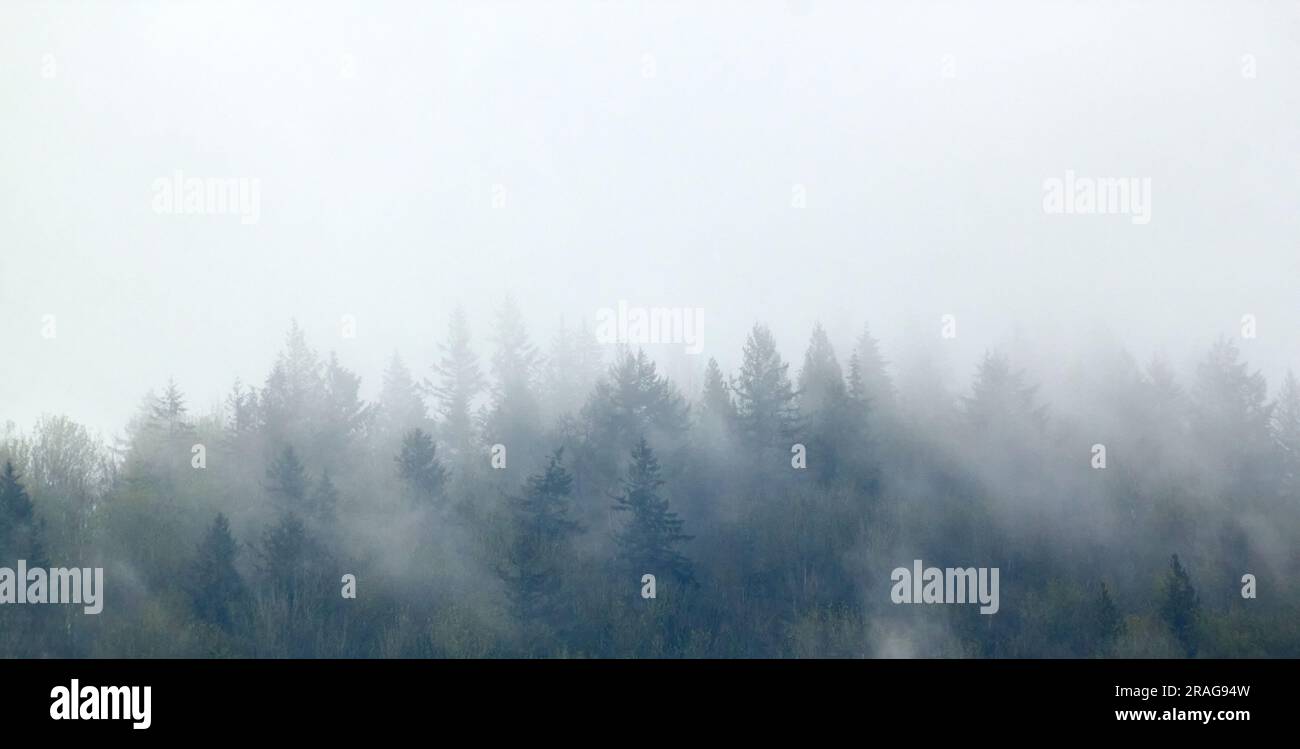 Fog is rolling through a forest of trees Stock Photo - Alamy
