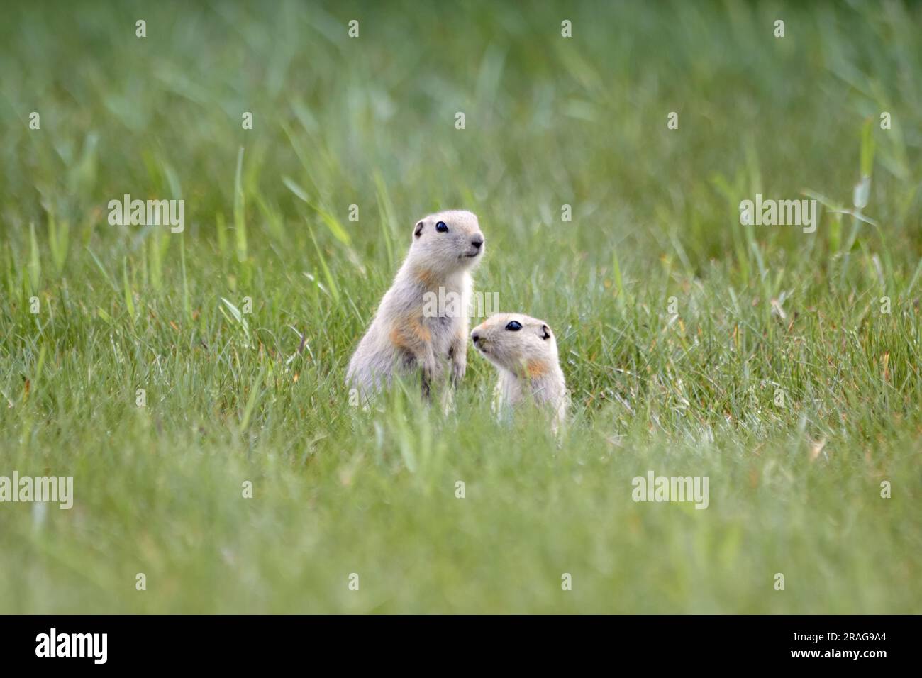 Two prairie dogs are in the grass Stock Photo - Alamy
