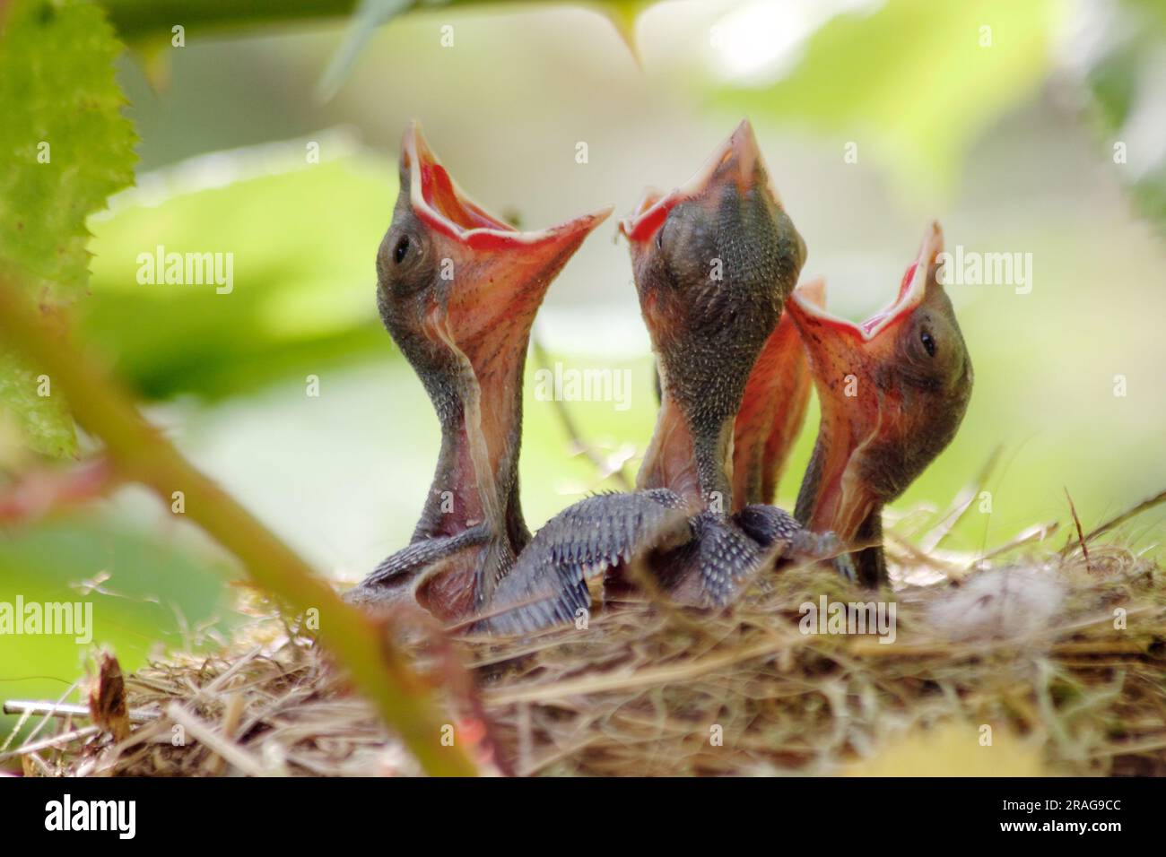 Baby birds with their mouths wide open Stock Photo - Alamy