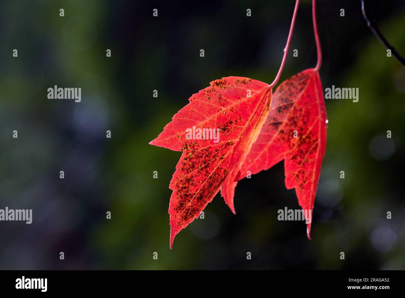 Red leaves of fall hi-res stock photography and images - Alamy