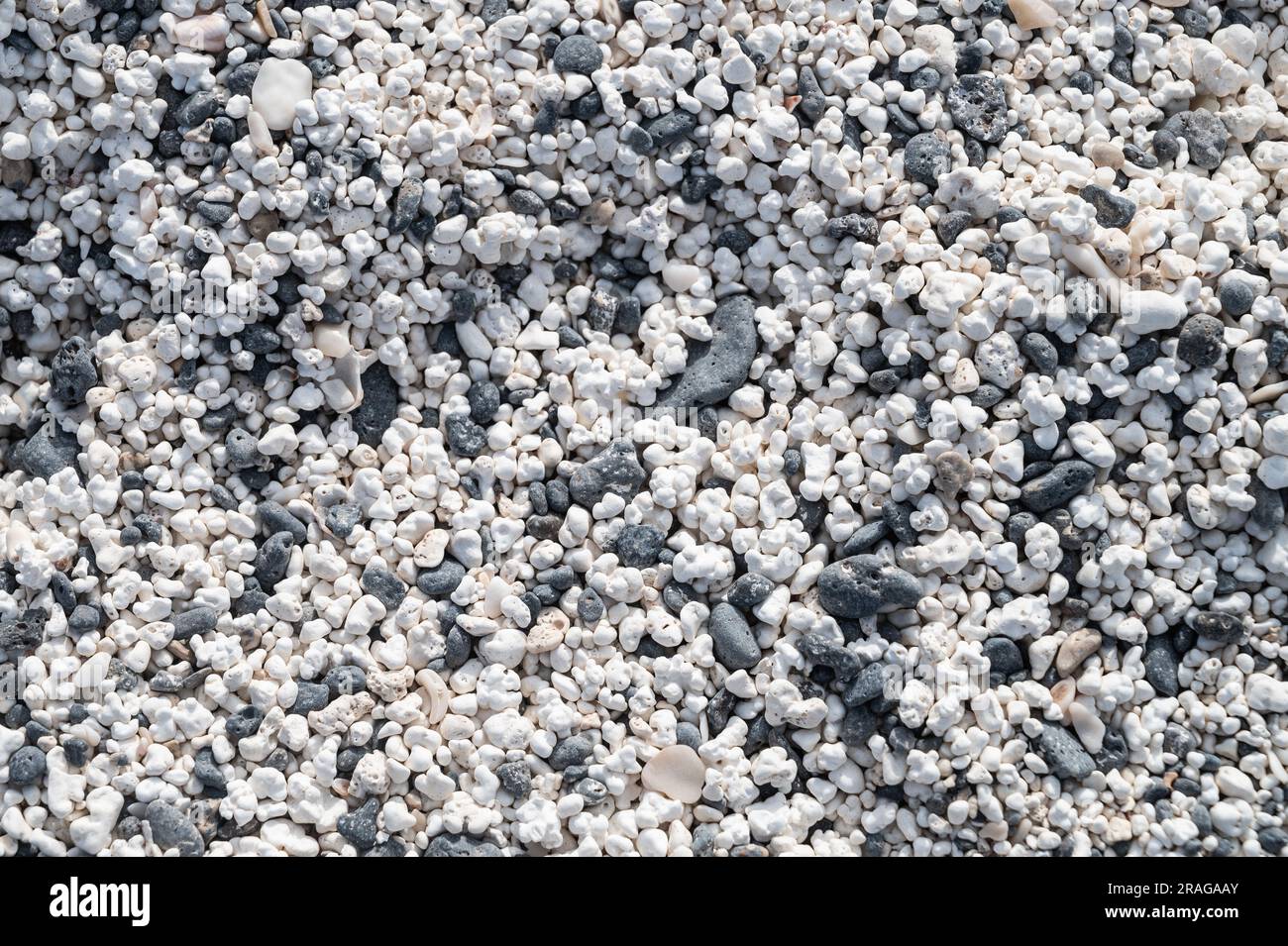 View of the "sand" present in "popcorn beach" which are dead rhodoliths ...
