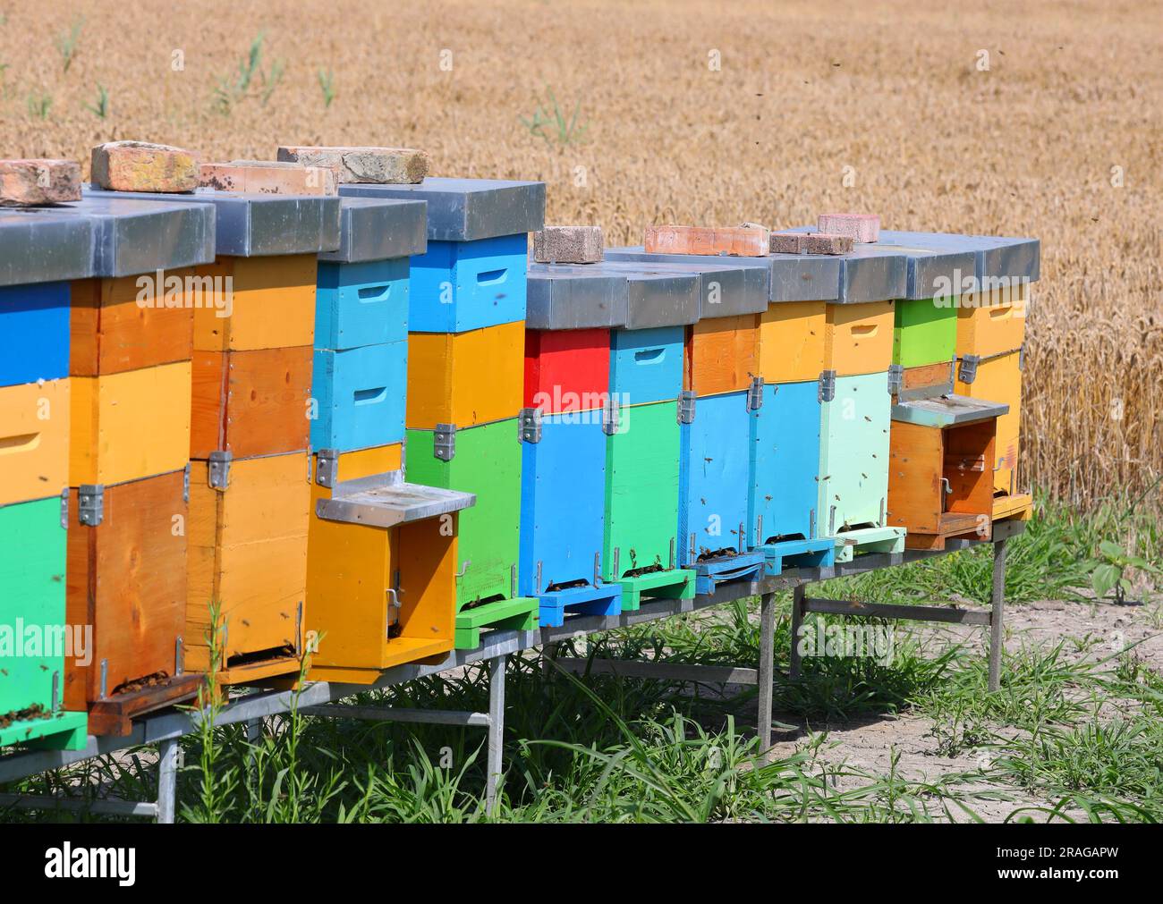 colorful bee hives for the production of organic honey in the middle of ...