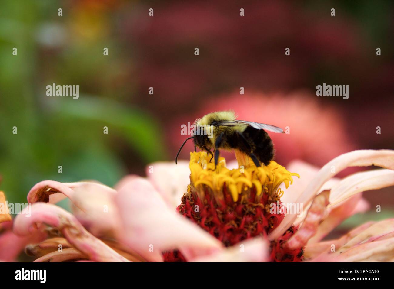 Bee circle hi-res stock photography and images - Alamy