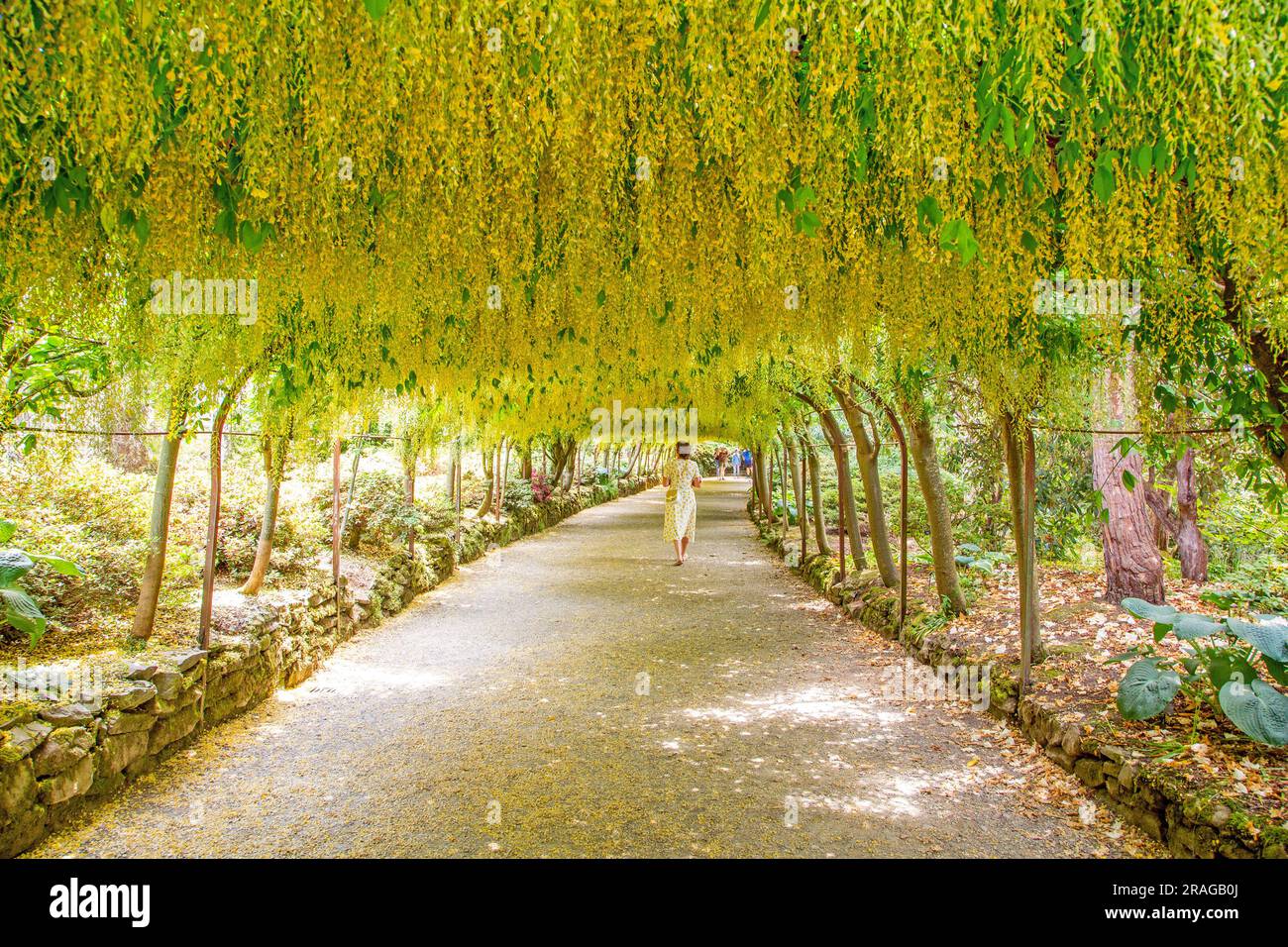 Woman walking through the laburnum walk at the National trust Bodnant ...