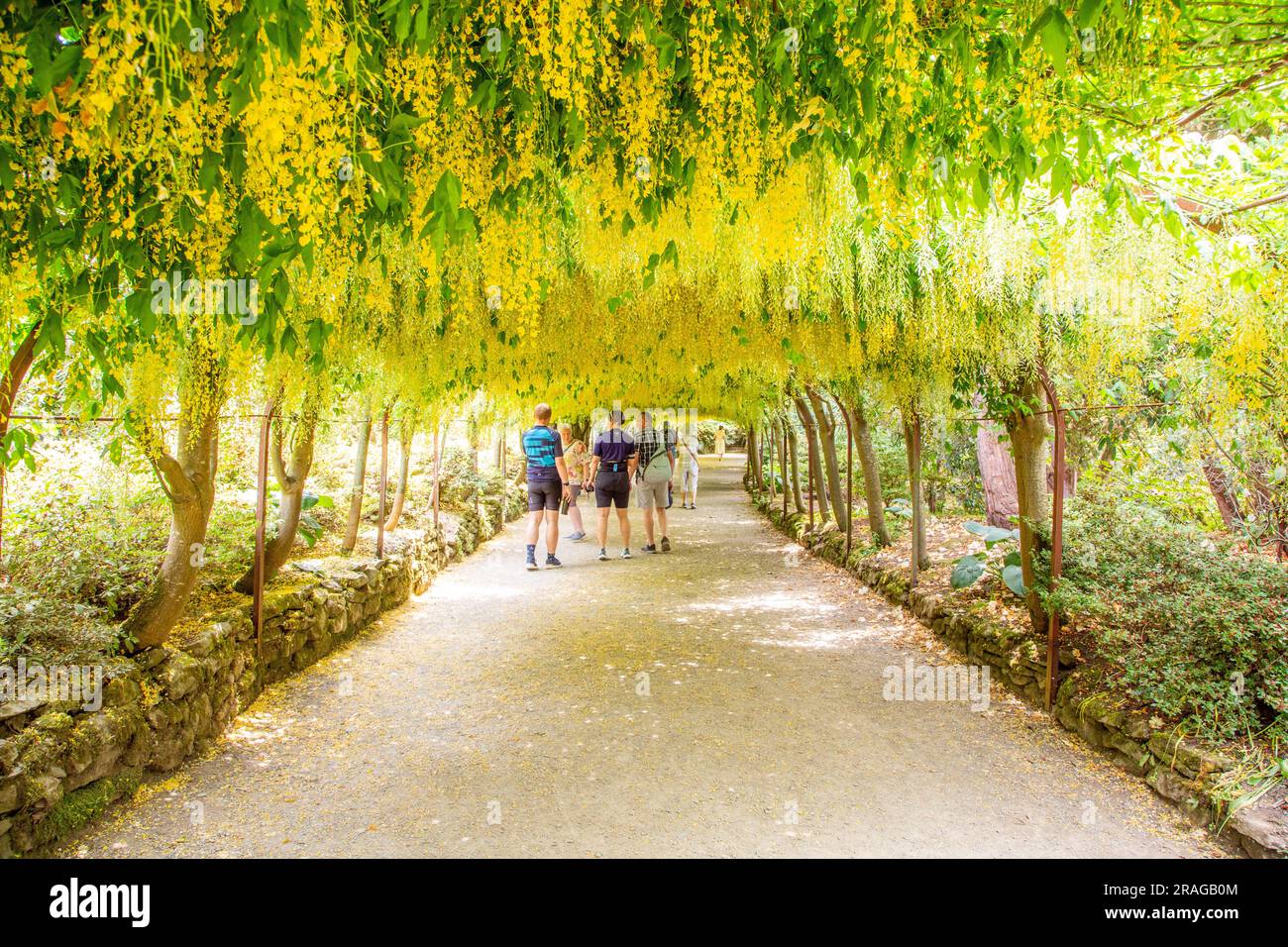 The laburnum walk at the National trust Bodnant gardens near Conway in ...