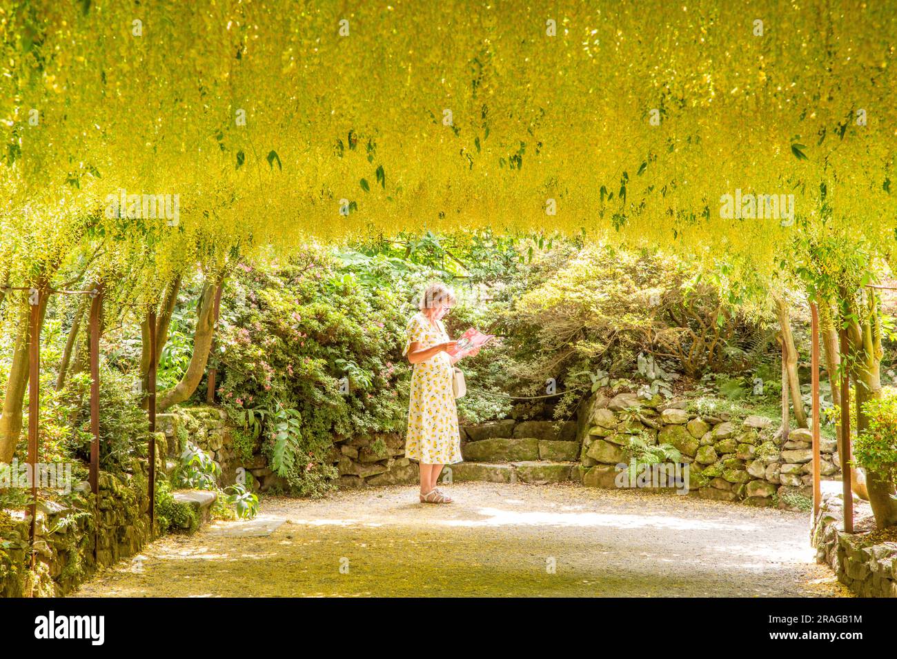 The laburnum walk at the National trust Bodnant gardens near Conway in ...