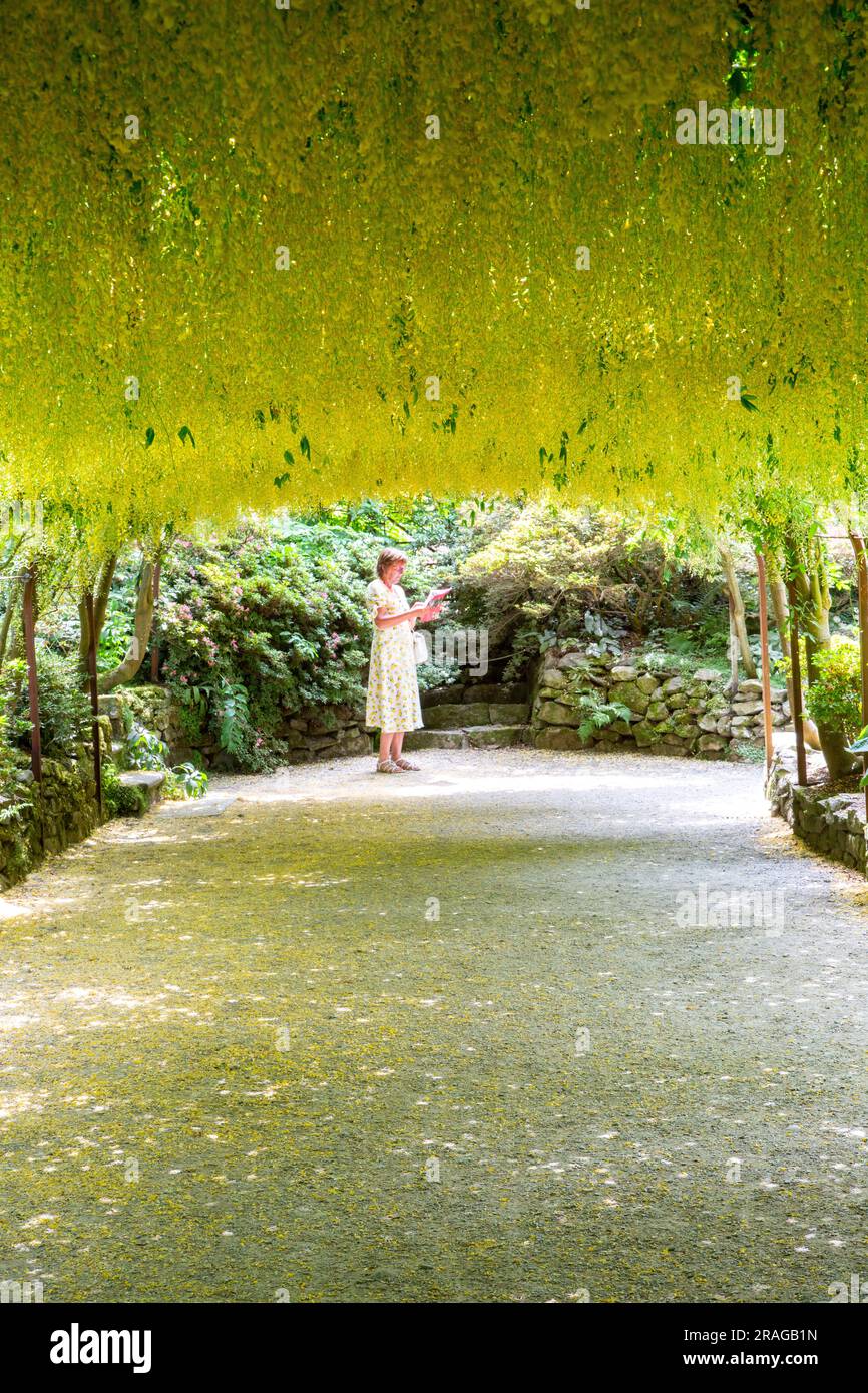 The laburnum walk at the National trust Bodnant gardens near Conway in ...