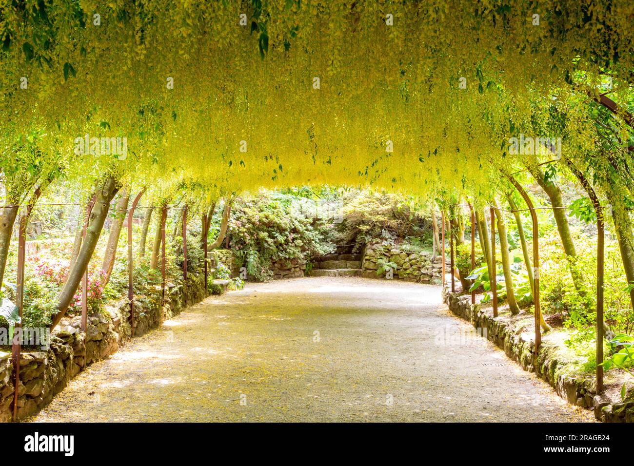 The laburnum walk at the National trust Bodnant gardens near Conway in ...