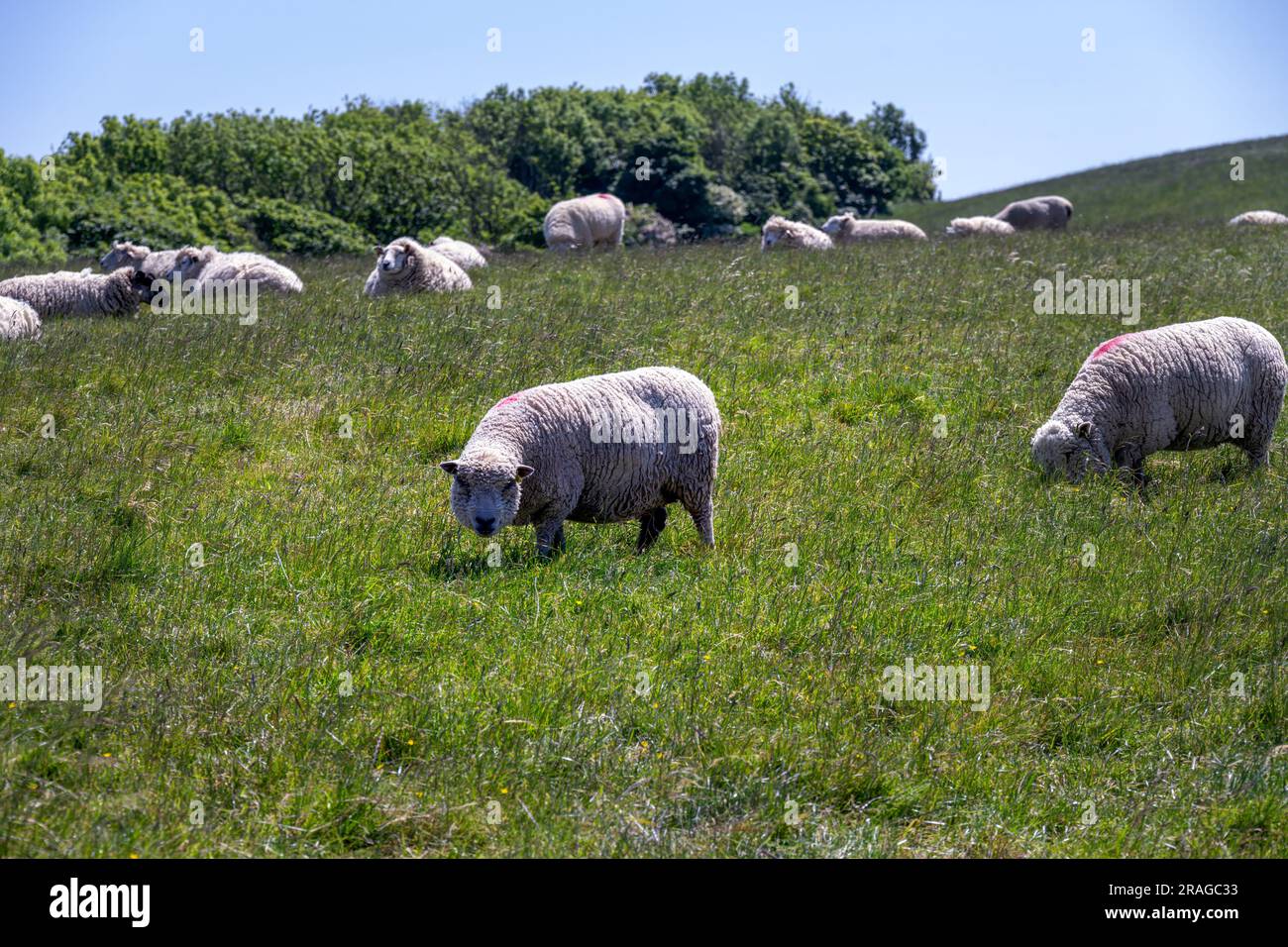 Sheep on Malling Down nature reserve, East Sussex, England Stock Photo ...