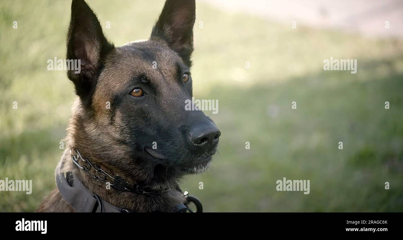 R.A.D.A.R.: THE ADVENTURES OF THE BIONIC DOG, (aka RADAR: THE ...