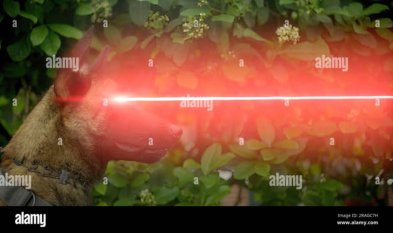 R.A.D.A.R.: THE ADVENTURES OF THE BIONIC DOG, (aka RADAR: THE ...